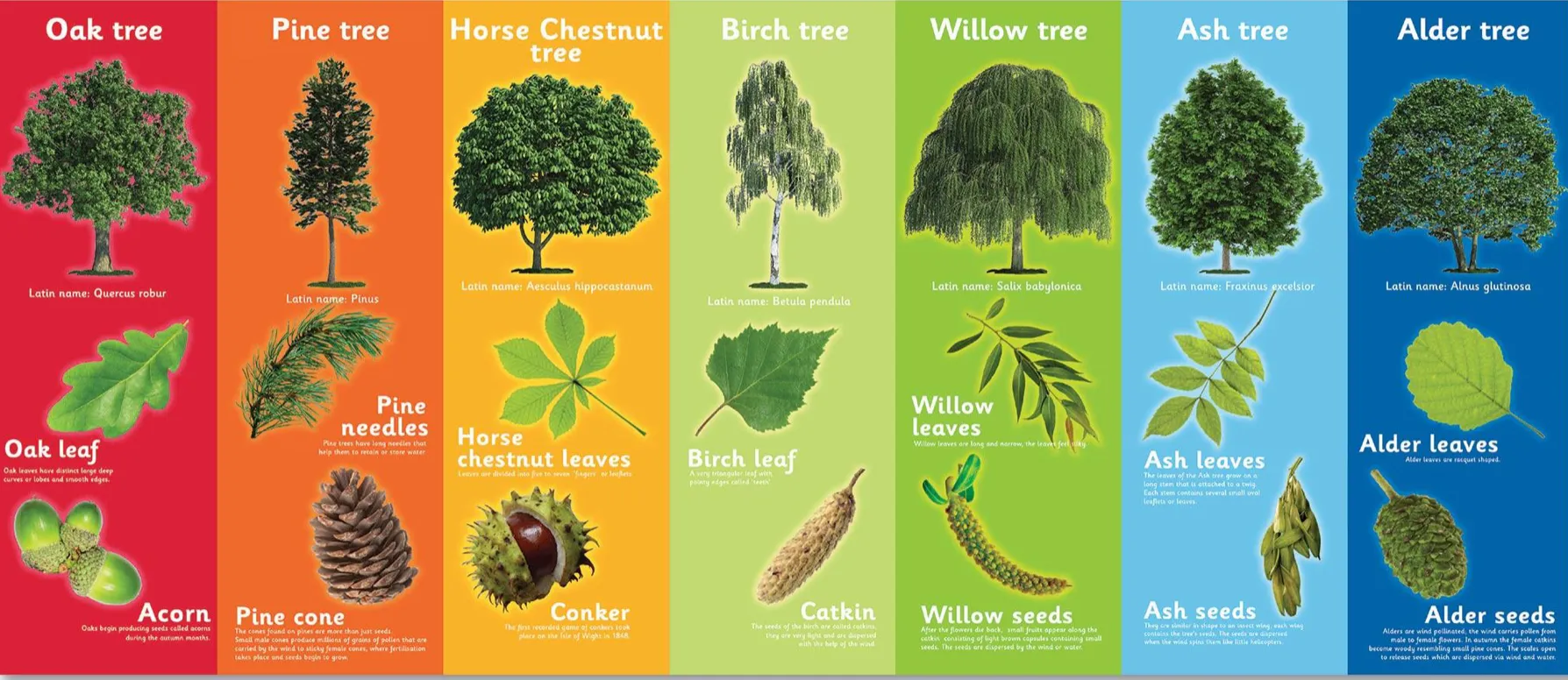 Defining Native Trees Dedham Vale Tree Surgery Defining Native Trees Dedham Vale Tree Surgery